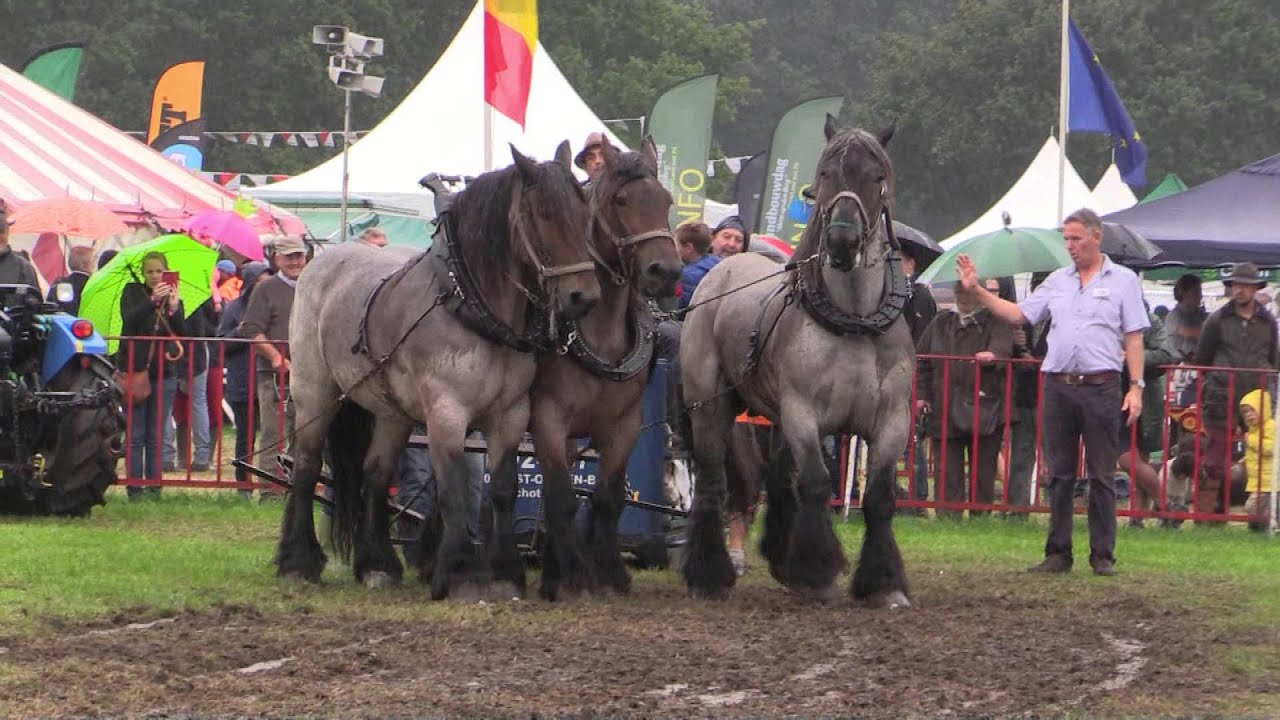 3 Very Strong Draft Horses: pull demonstration - YouTube