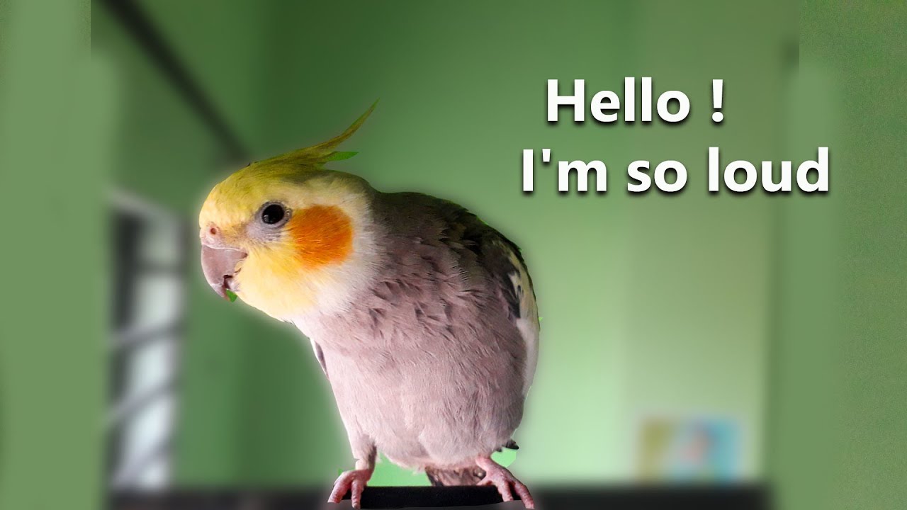 I'm a Happy Cockatiel ☺ | Happy Cockatiel Singing - YouTube