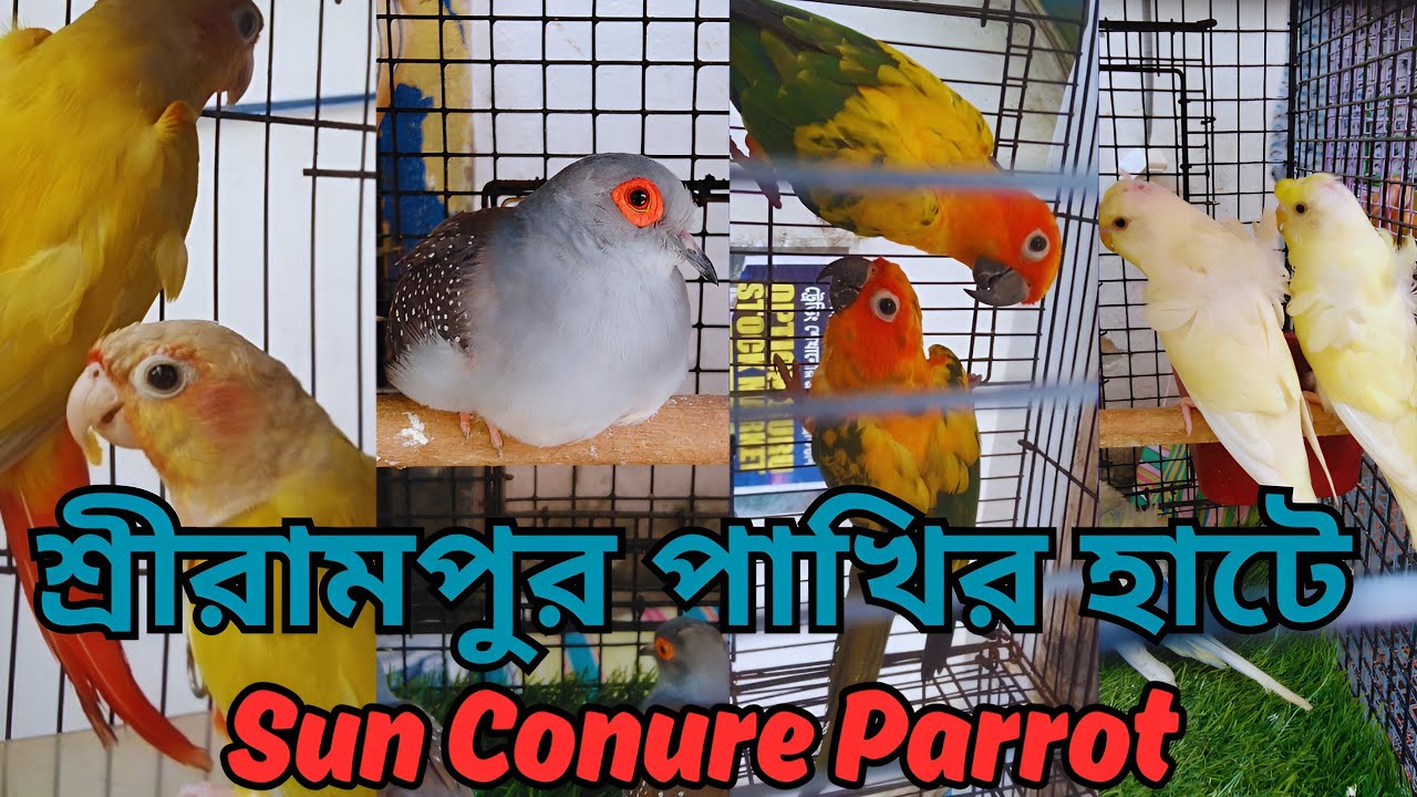 Exotic Birds Price Update💥|💥 Sun Conure | Diamond dove | Jp Budgies ...