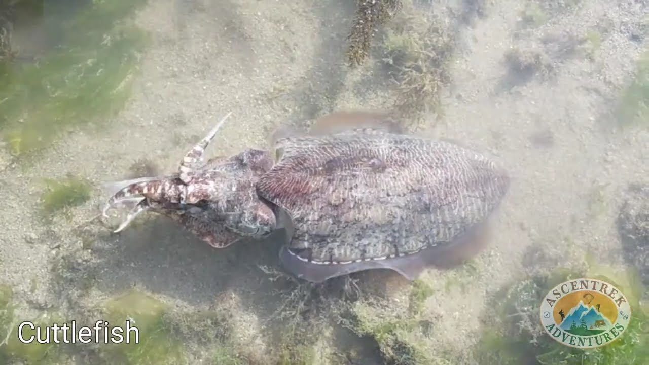 Narara Island - Marine National Park - Photography Club of Jamnagar ...