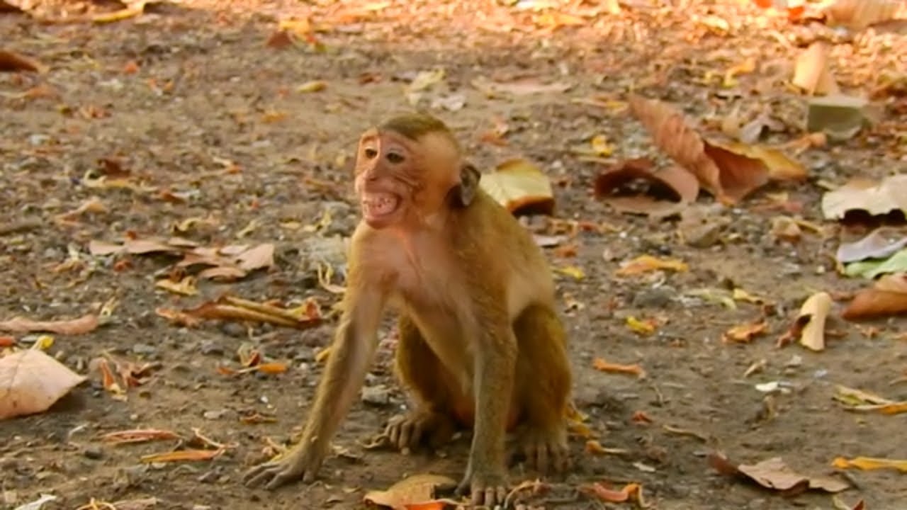 Poor little Brutus Jr got warning from big monkey, Brutus Jr cry call ...