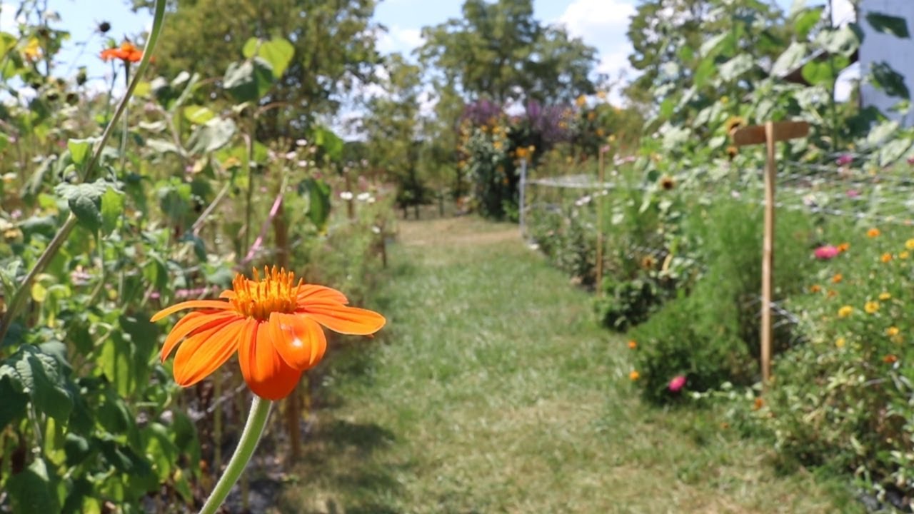 Gooseberry Bridge Farm - Rogersville, MO - YouTube