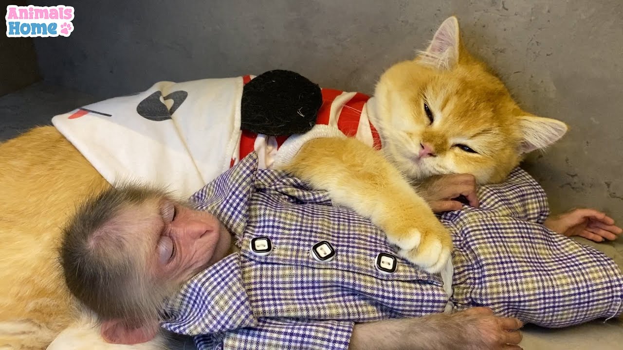 BiBi takes care of Ody cat so sweet - YouTube