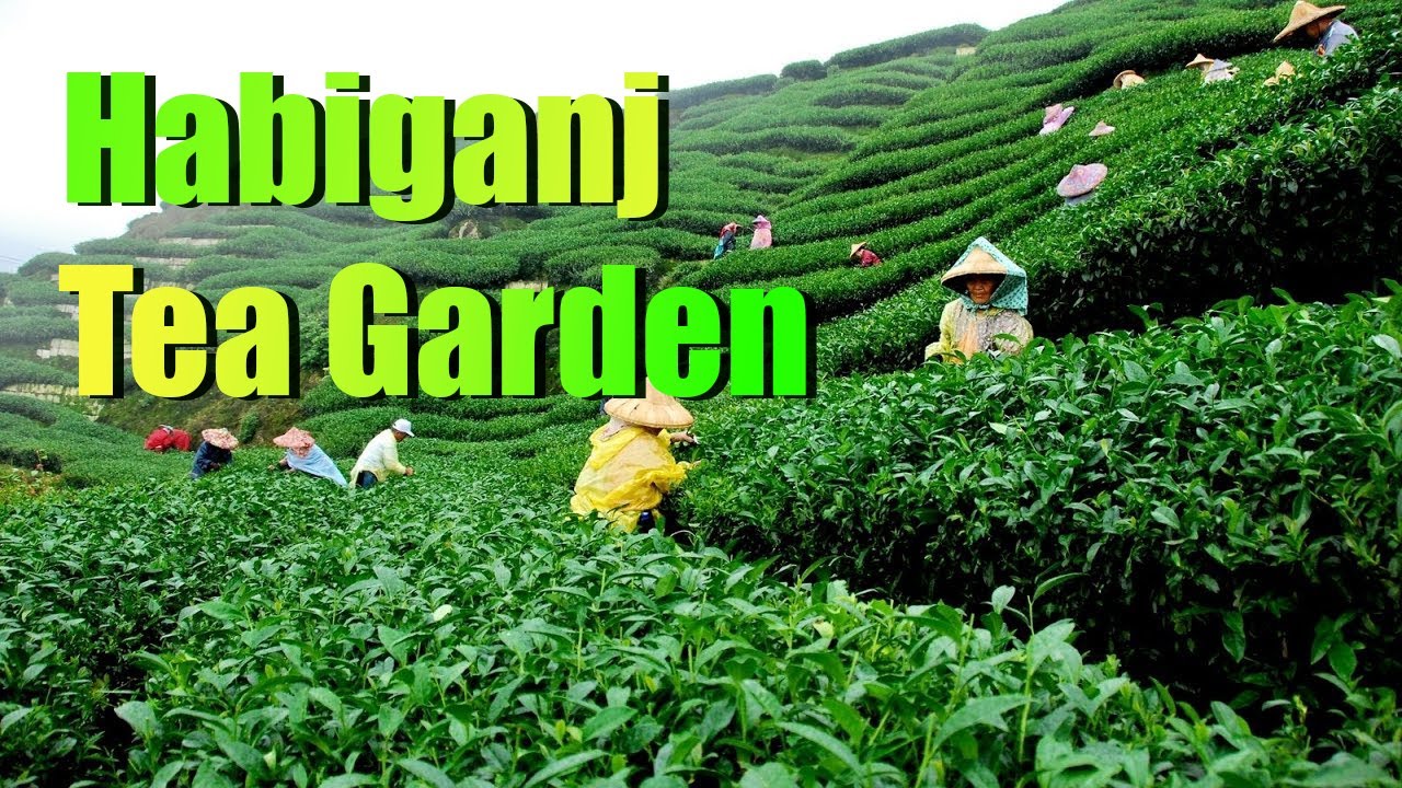 Excellent view of tea garden in Habiganj | Habiganj surma tea estate ...