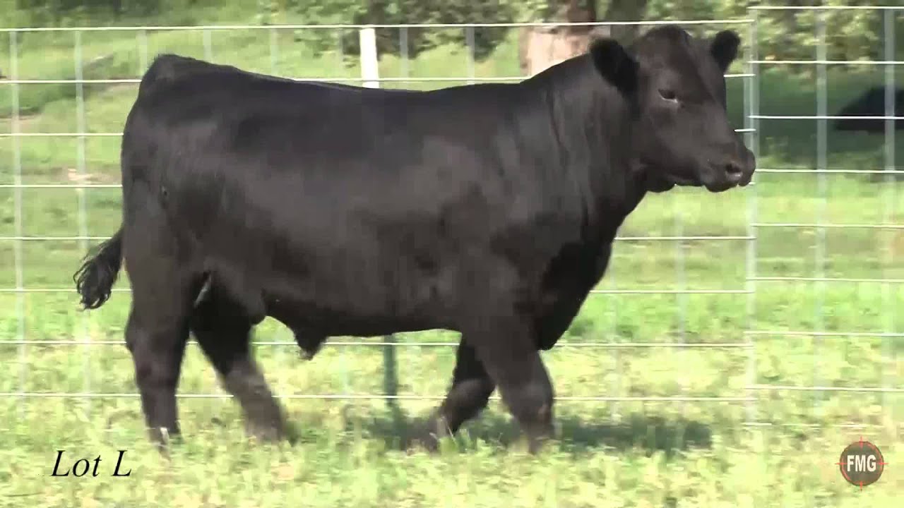 Conley Angus Lot L - YouTube