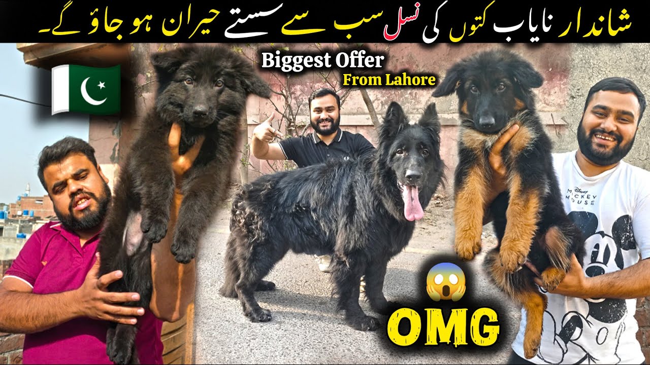 Exotic Dogs Price | German Shepherd | Dogs Lahore 🐶 - YouTube