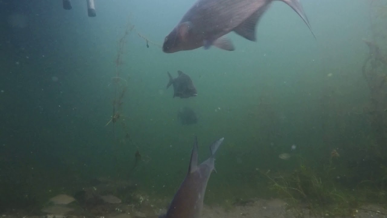 Bream Underwater View part 1 - Braxen under ytan del 2 - YouTube