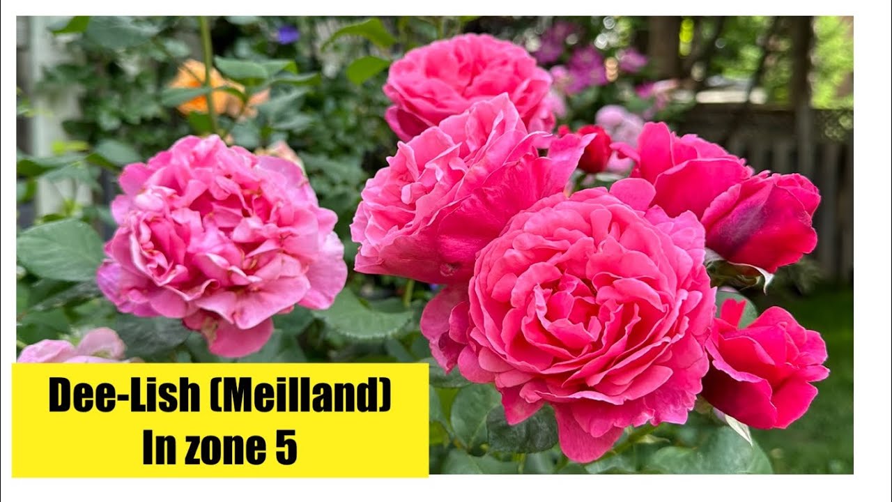 Dee-Lish rose in zone 5, #Meilland, striking rich pink, fragrant, hardy ...