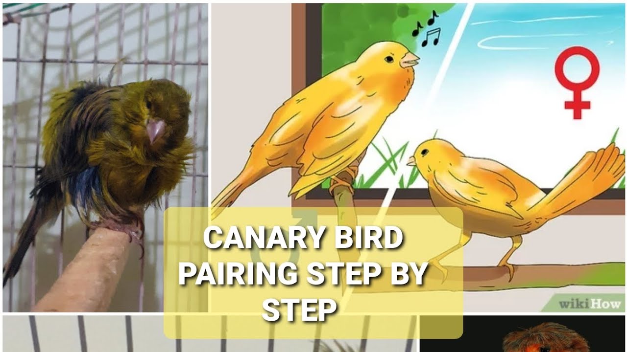 Canary birds breeding information step by step / How to make a canary ...