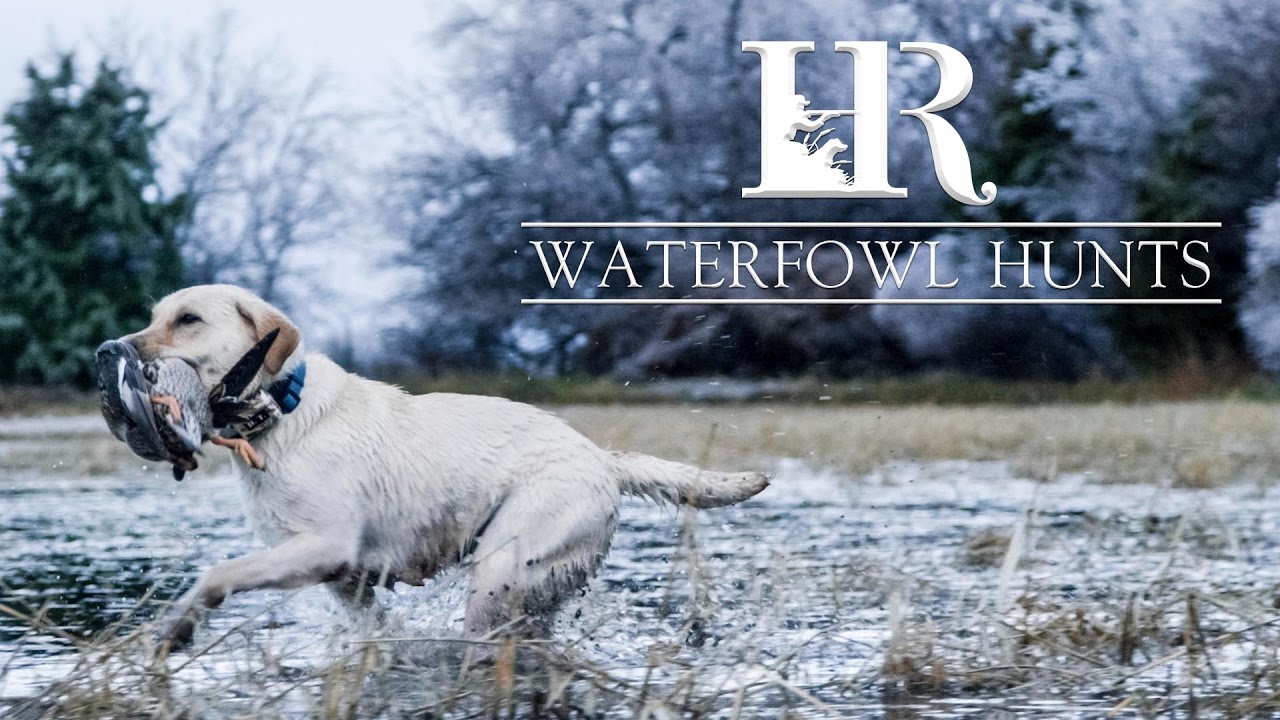 Waterfowl Experience // Hooray Ranch - YouTube