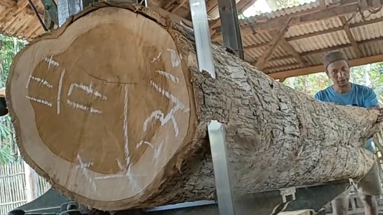 impressive this teak wood in sawmill machine#sawmill factory - YouTube