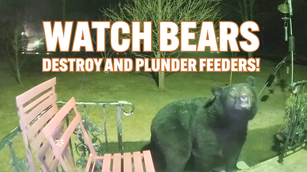 Watch Backyard Bears Destroy and Plunder Feeders! 🐻😱 - YouTube