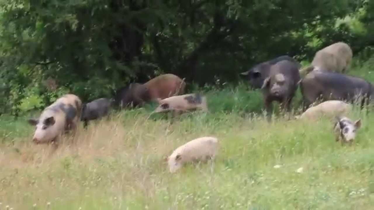 Pig at the mount in Bulgaria - 불가리아 산에서 본 방목형 돼지 - YouTube
