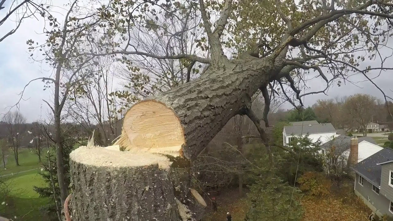 GoPro Tree Work 2017 Highlights - YouTube