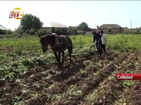 Cəlilabad kartofunun qiyməti aşağı düşür
