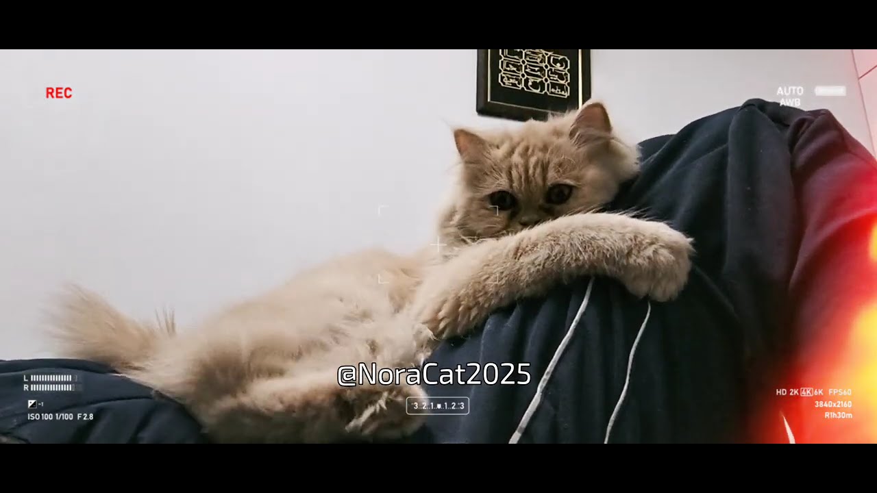 The funniest cat videos on the internet #cats #funniestcat - YouTube