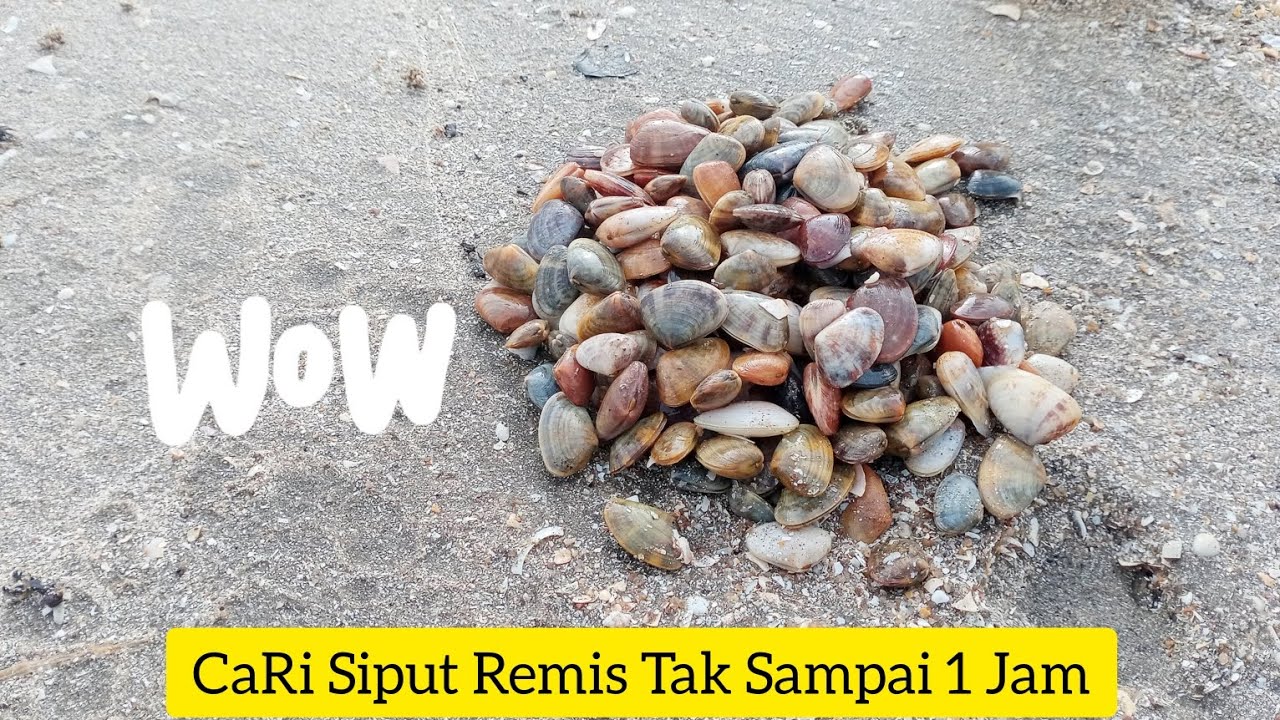 Cari Siput Remis Kejap ja Tak Sampai 1 jam. Port Padang Temu, Melaka‼️ ...