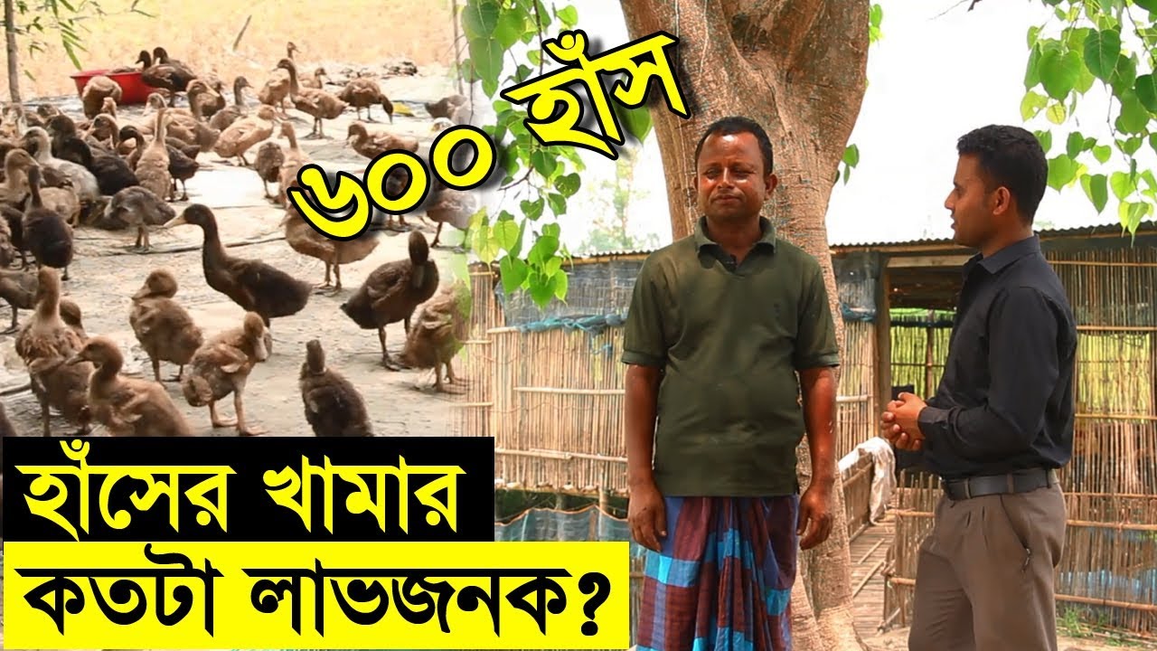 হাঁসের খামার কতটা লাভজনক? হাঁস পালনের নিয়ম | Duck Farming in ...