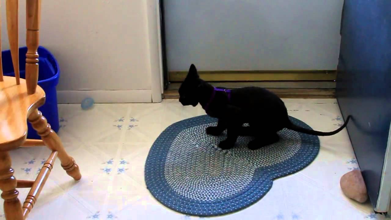 cat chasing its tail - YouTube