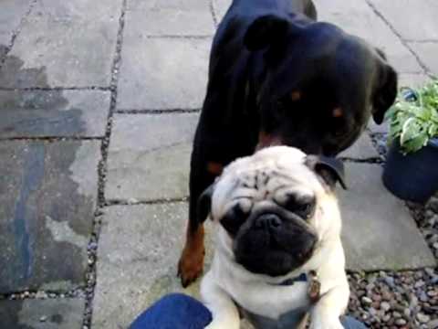 Rottie and pug slow motion fight! casio fc100 - YouTube
