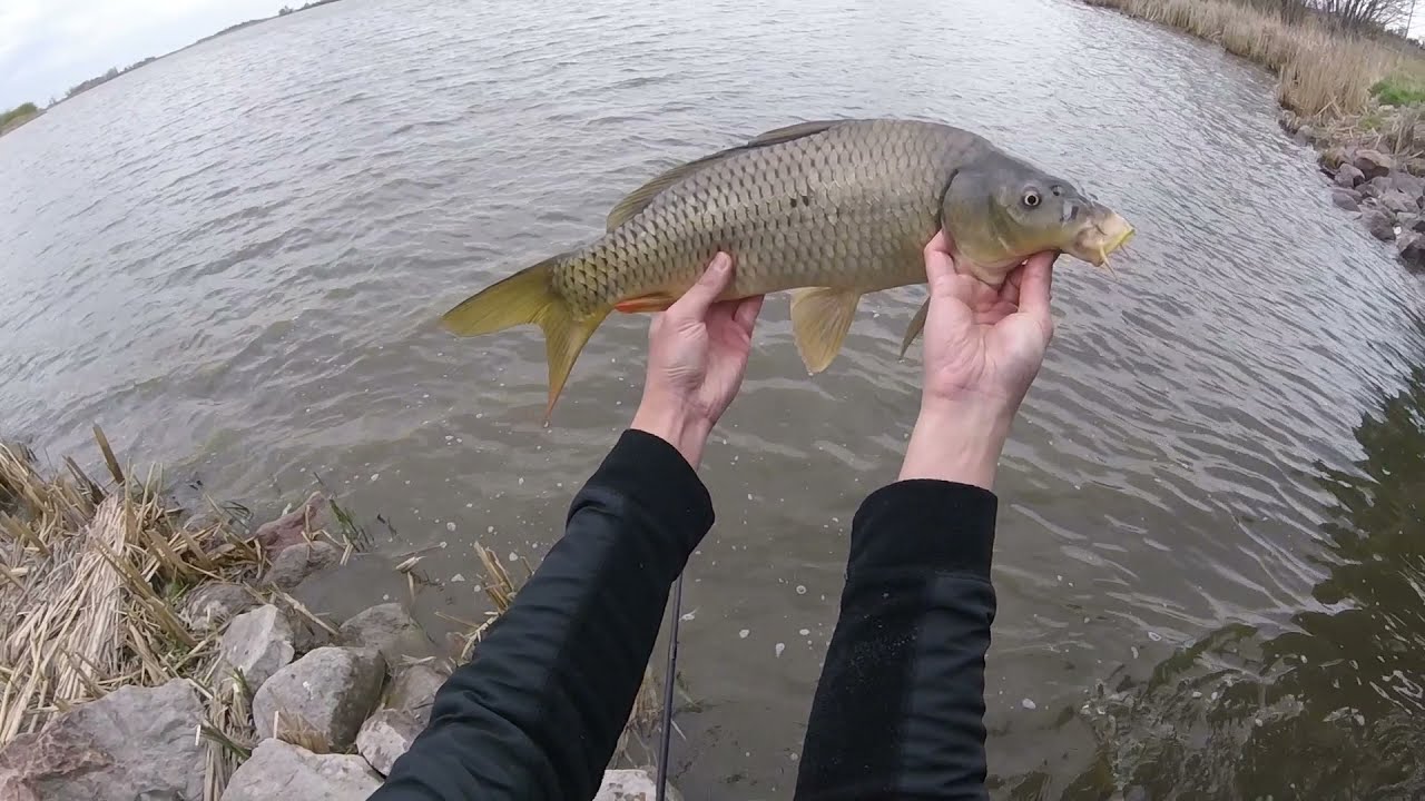 Hooking into rough fish! At Lake Ocheda near Worthington Minnesota ...