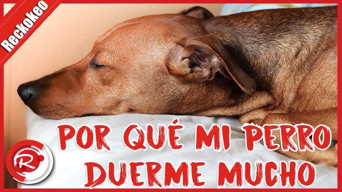 Por Qué El Perro Duerme Tanto