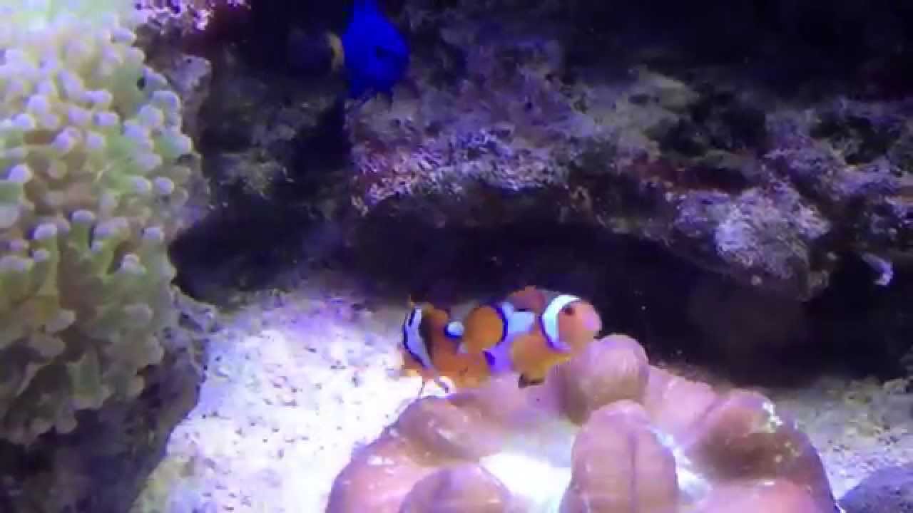 Clownfish Fighting For Host! - YouTube
