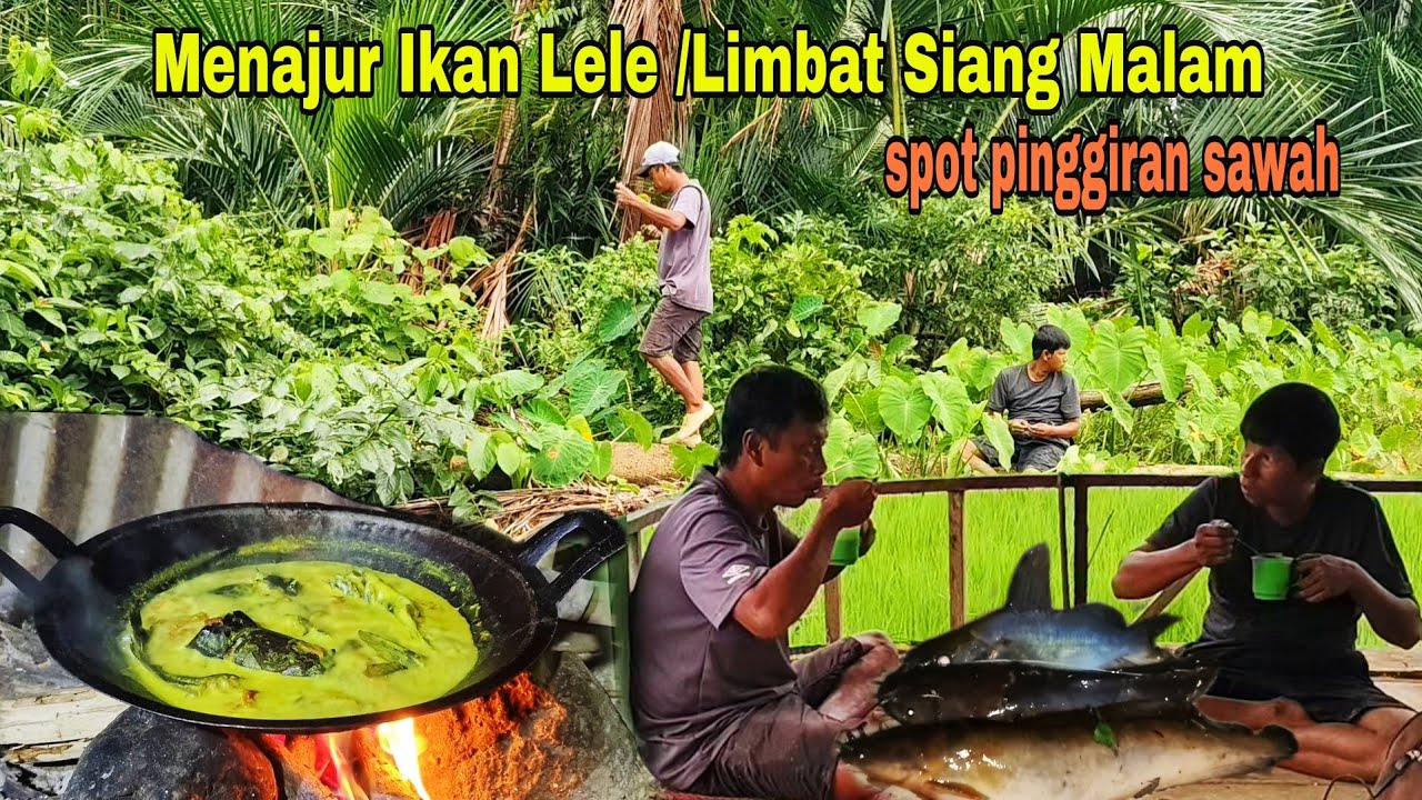 BURU LELE LIMBAT DI BANJIR SURUT, SIANG MALAM DI PINGGIRAN SAWAH - YouTube