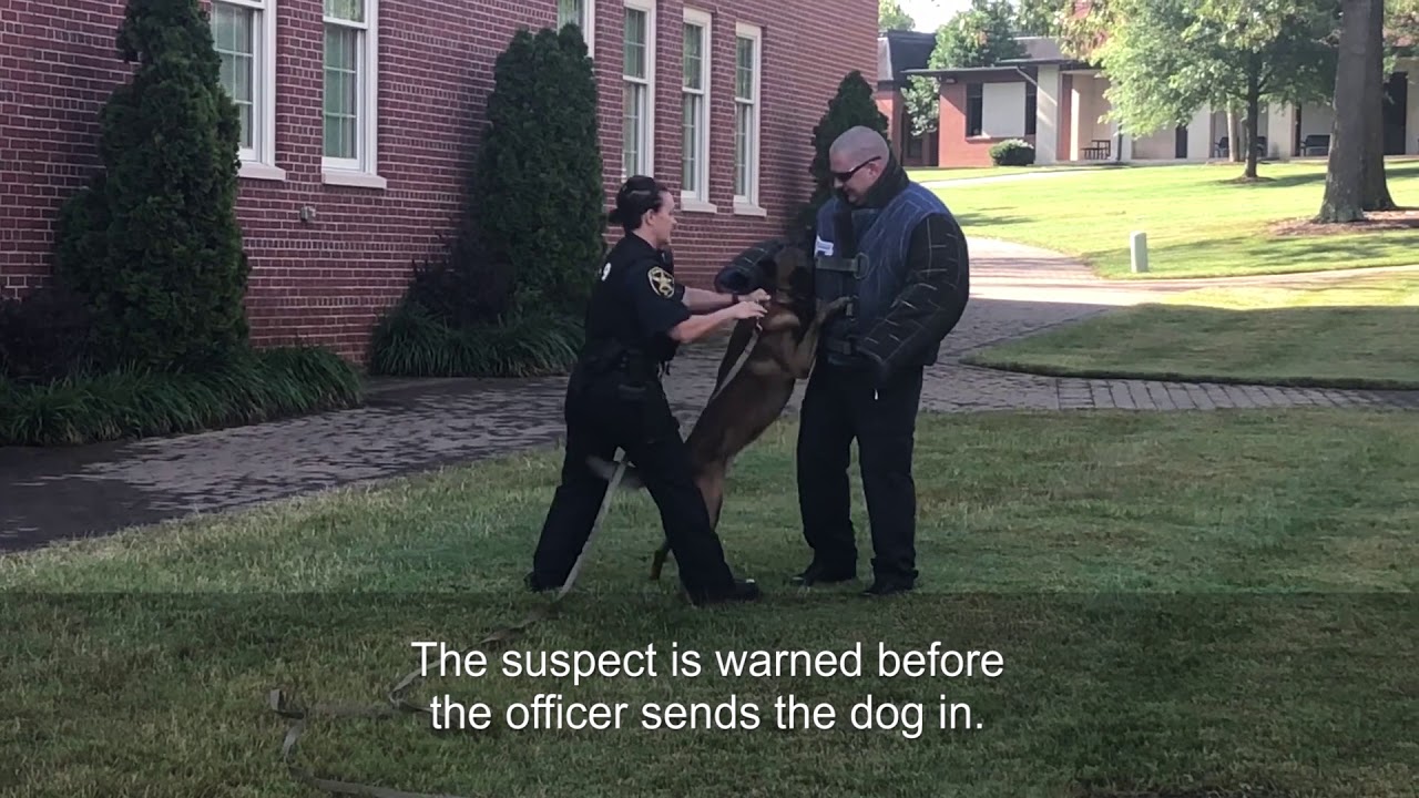 Cleveland Country Sheriff's Office K-9 Unit Demonstration at Gardner-Webb University - YouTube