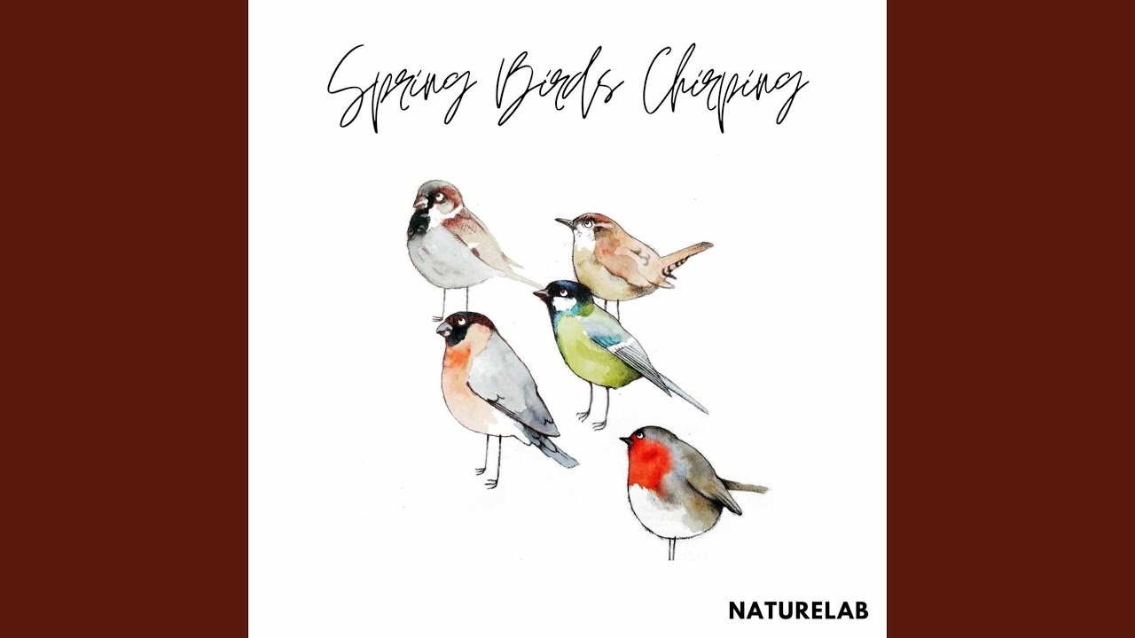 Spring Birds Chirping - YouTube
