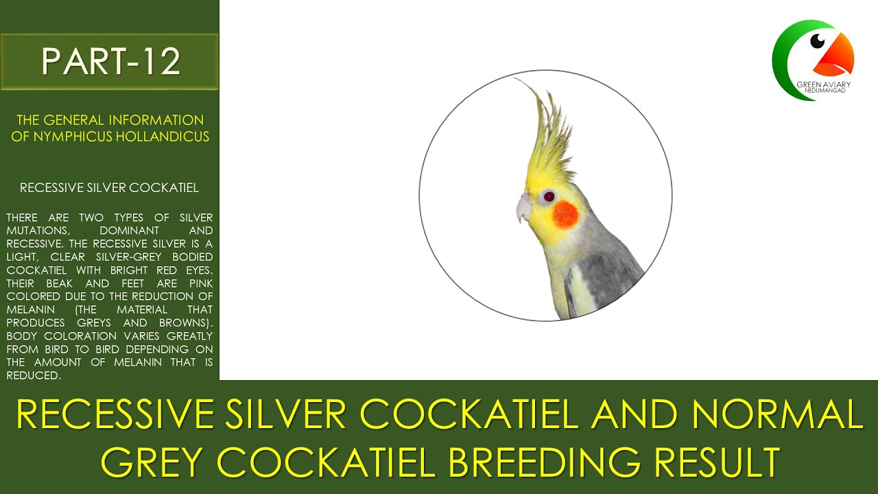 RECESSIVE SILVER COCKATIEL AND NORMAL GREY COCKATIEL BREEDING RESULT ...