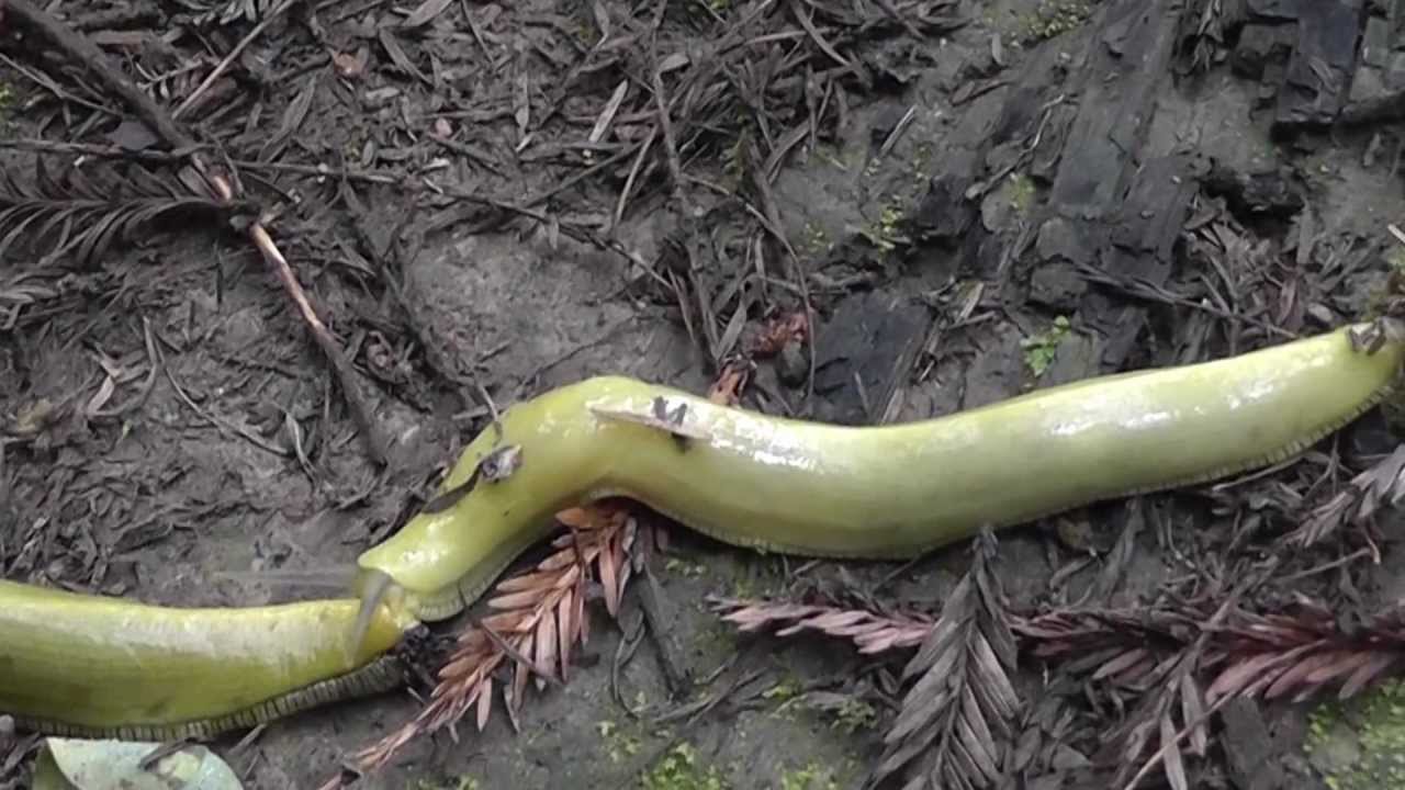 Crazy Ass Nature Video with Slugs! - YouTube