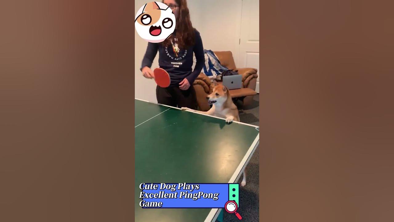 Cute Dog Plays Excellent PingPong Game #dog #funny #pets - YouTube