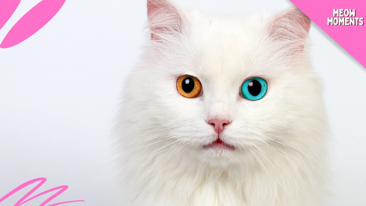 Hilarious Cat Playtime Funniest Feline Moments With Their Owners Youtube