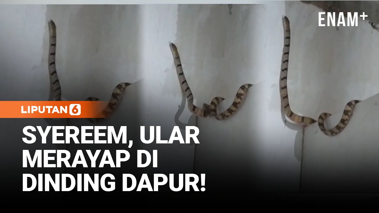 Menegangkan! Ular Banjang Taring Merayap Di Tembok Dapur | Liputan6 ...