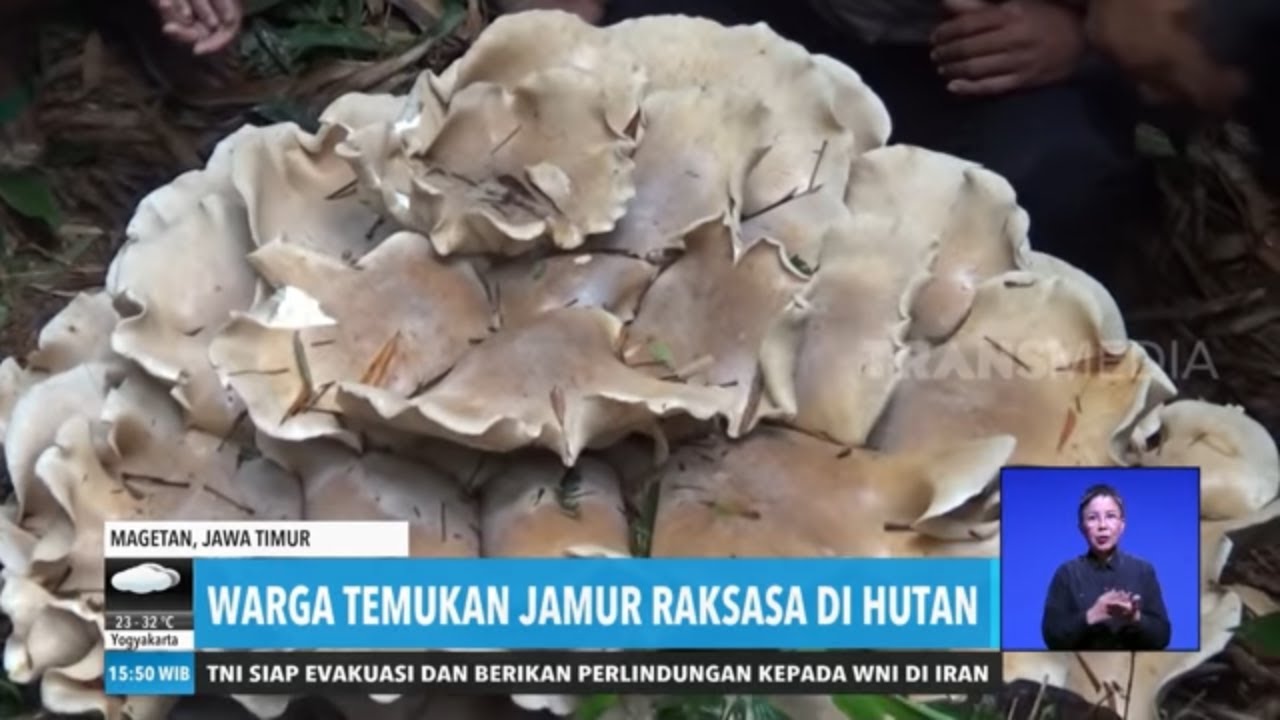 Jamur Raksasa 8 Tingkat | REDAKSI SORE (09/01/20) - YouTube
