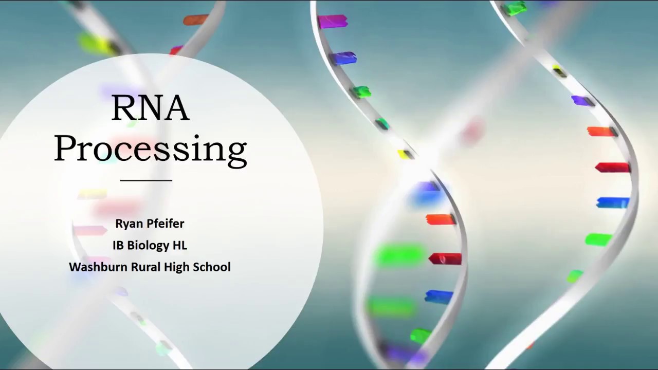 RNA Processing - YouTube