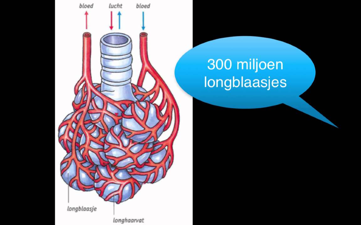 Bs 5: Longblaasjes - YouTube