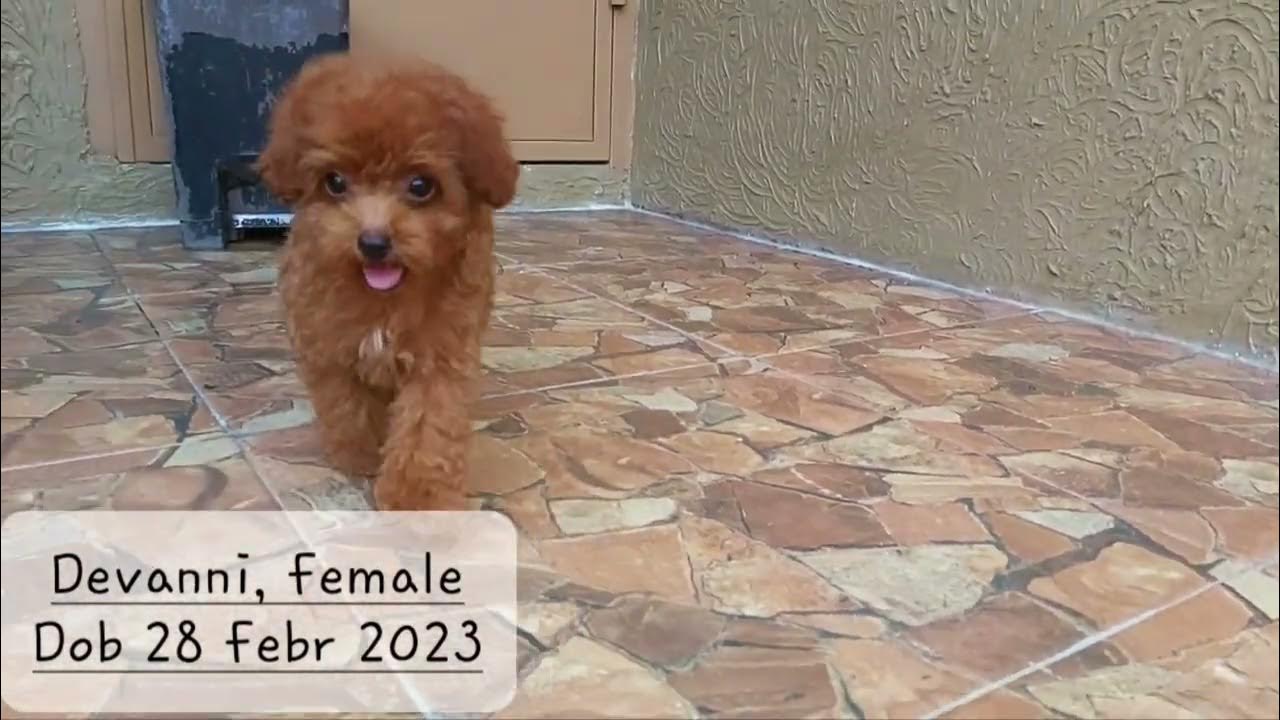 cute toy poodles puppy #toy #poodle #poodlepuppies - YouTube