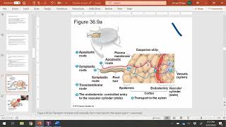 BIOL 1407 - Chapter 36