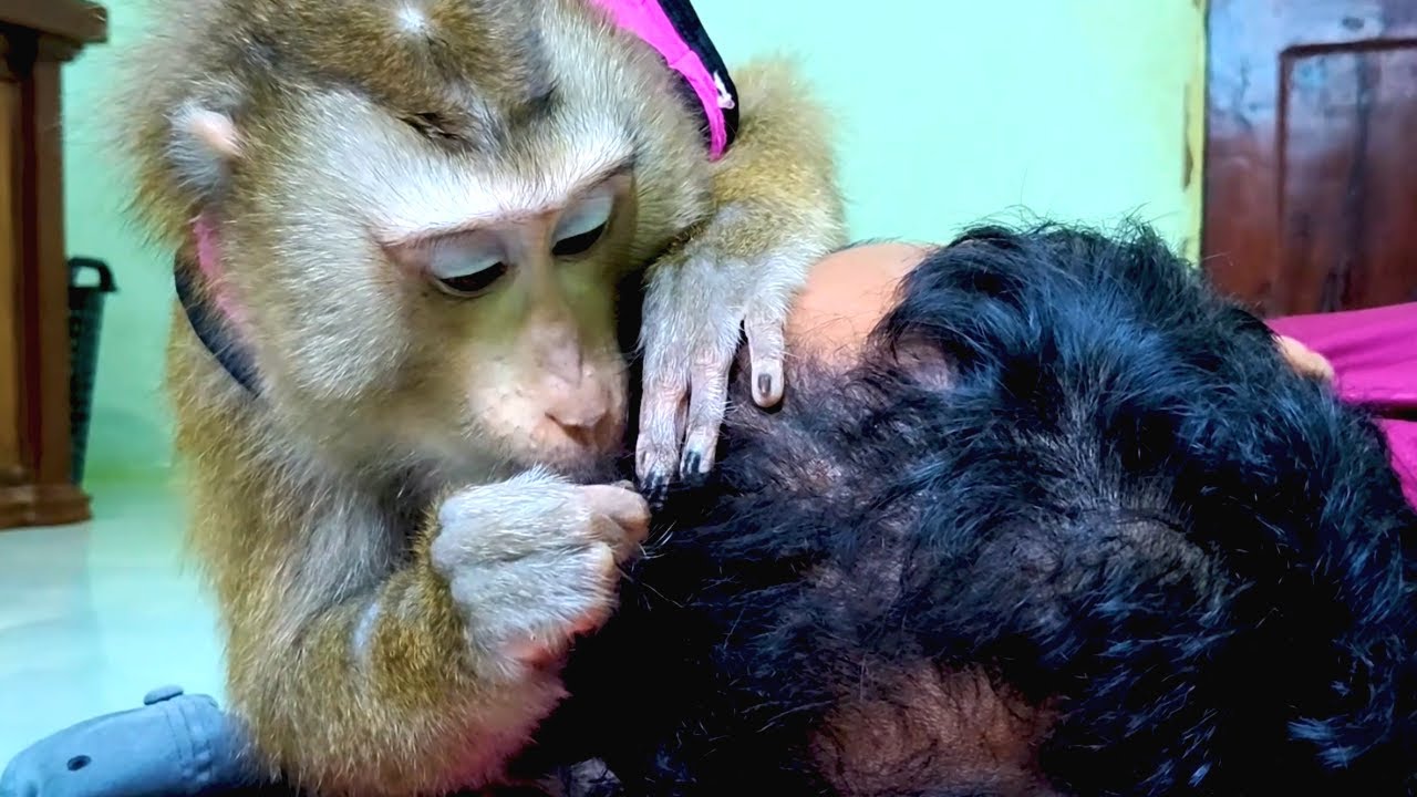 Monkey Grooming ASMR No Talking | ASMR Monkey Grooming Head - YouTube