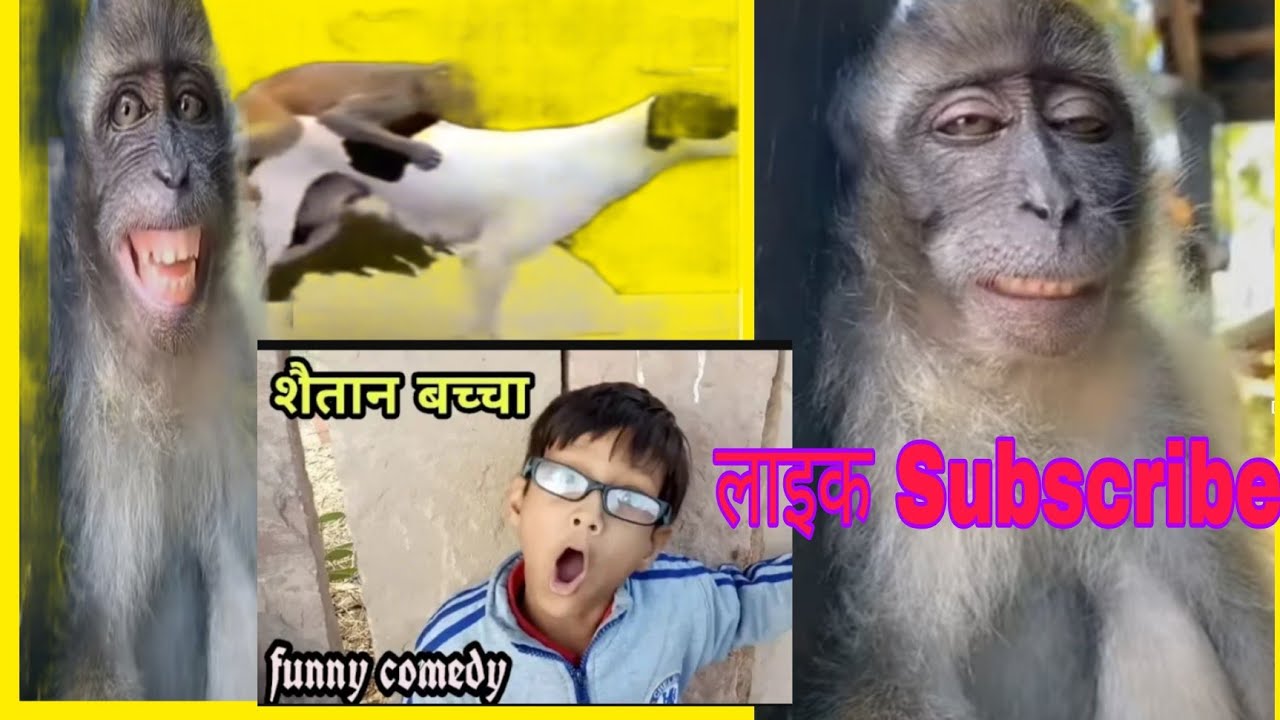 😅👹🙉🙈animals jocking comedy video best comedy video 🤣 - YouTube