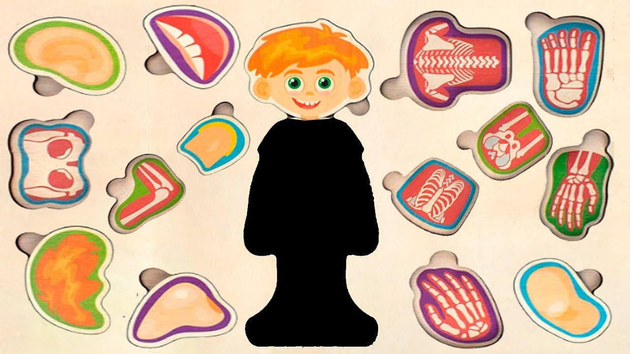 Aprendiendo Las Partes del Cuerpo - Toddler Game - Juegos para Niños ...