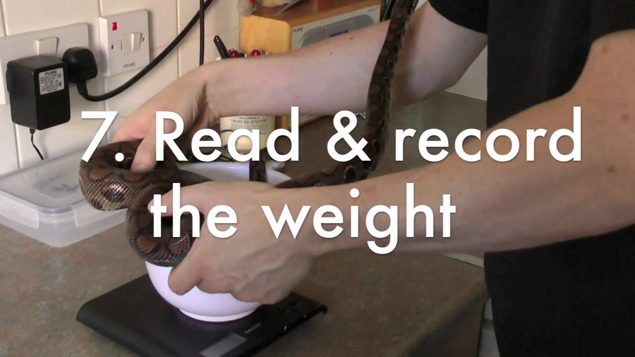 How to weigh your snake - YouTube