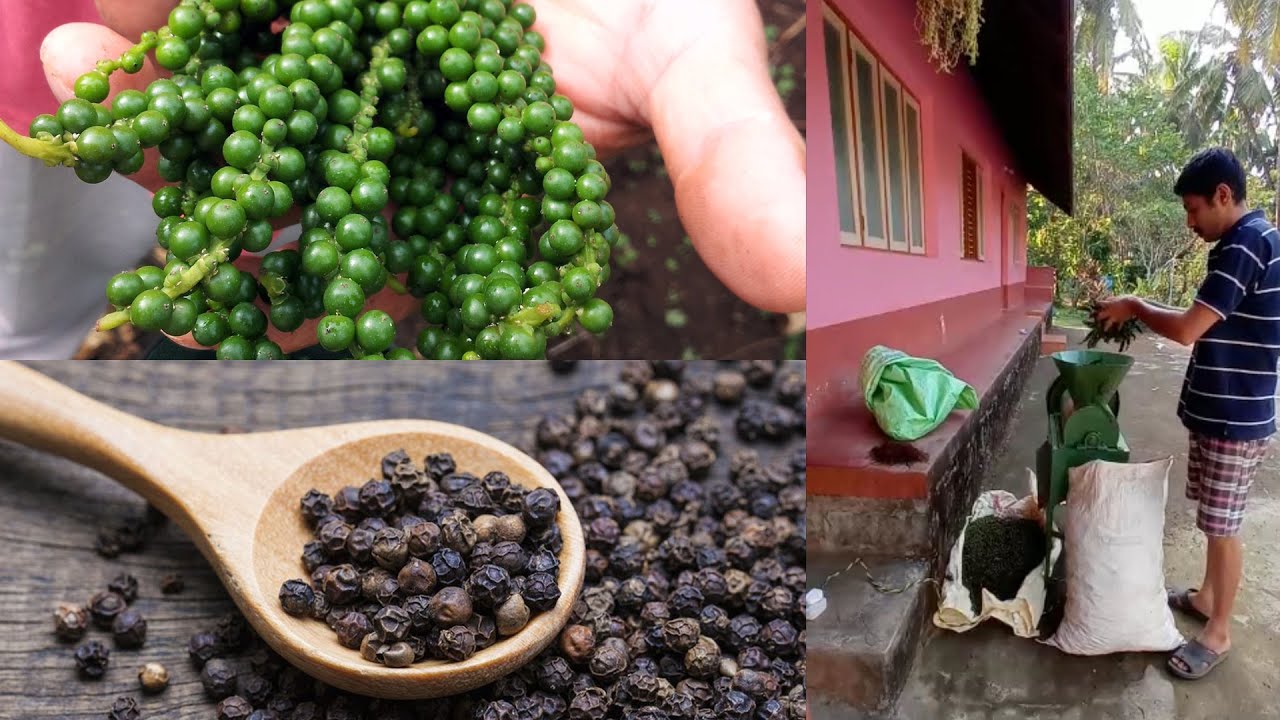 Black Pepper Thresher Machine | Modern Agriculture Technology - YouTube