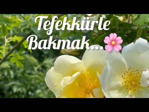 Kâinat,Tefekkür,İbadet,Kıymetli (Anlamlı Sözler)…🌸