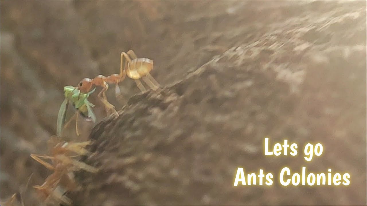 Let's go Ant Colonies 4K | Ants Colony Time Lapse HD | Ants Documentary ...