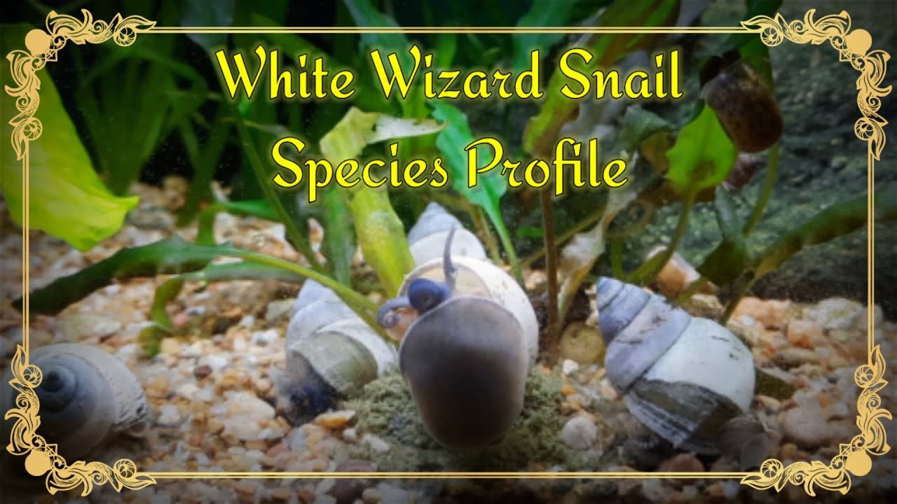 Species Profile: White (Ghost) Wizard Snails - YouTube
