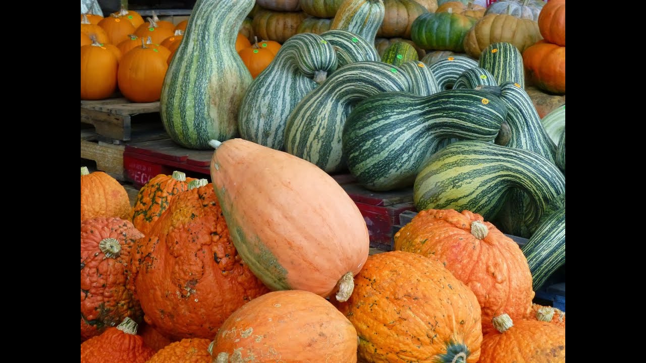Red Warty Pumpkin & LONG Bottle Gourd germination procedure - YouTube