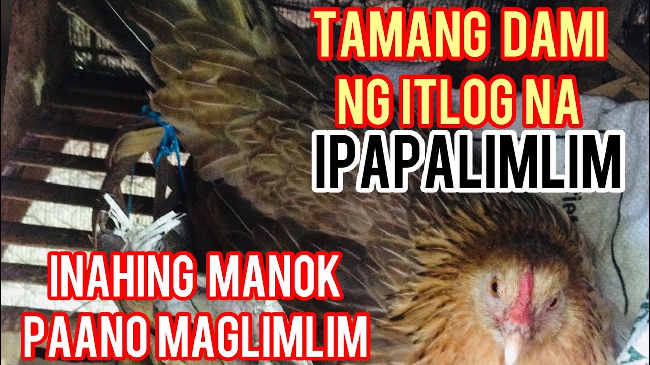 Paano maglimlim ang inahing manok/at gaano karami ang napipisang itlog ...
